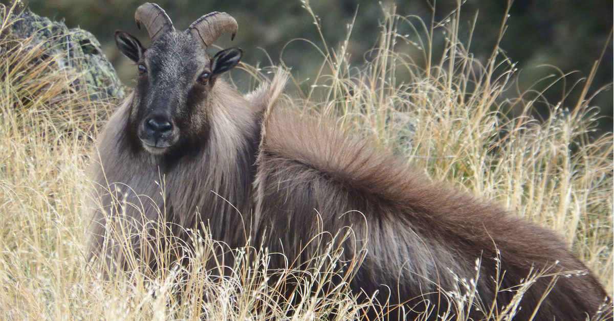 Tahr Foundation Goes to Court to Stop DOC Plan to Kill Thousands of Tahr